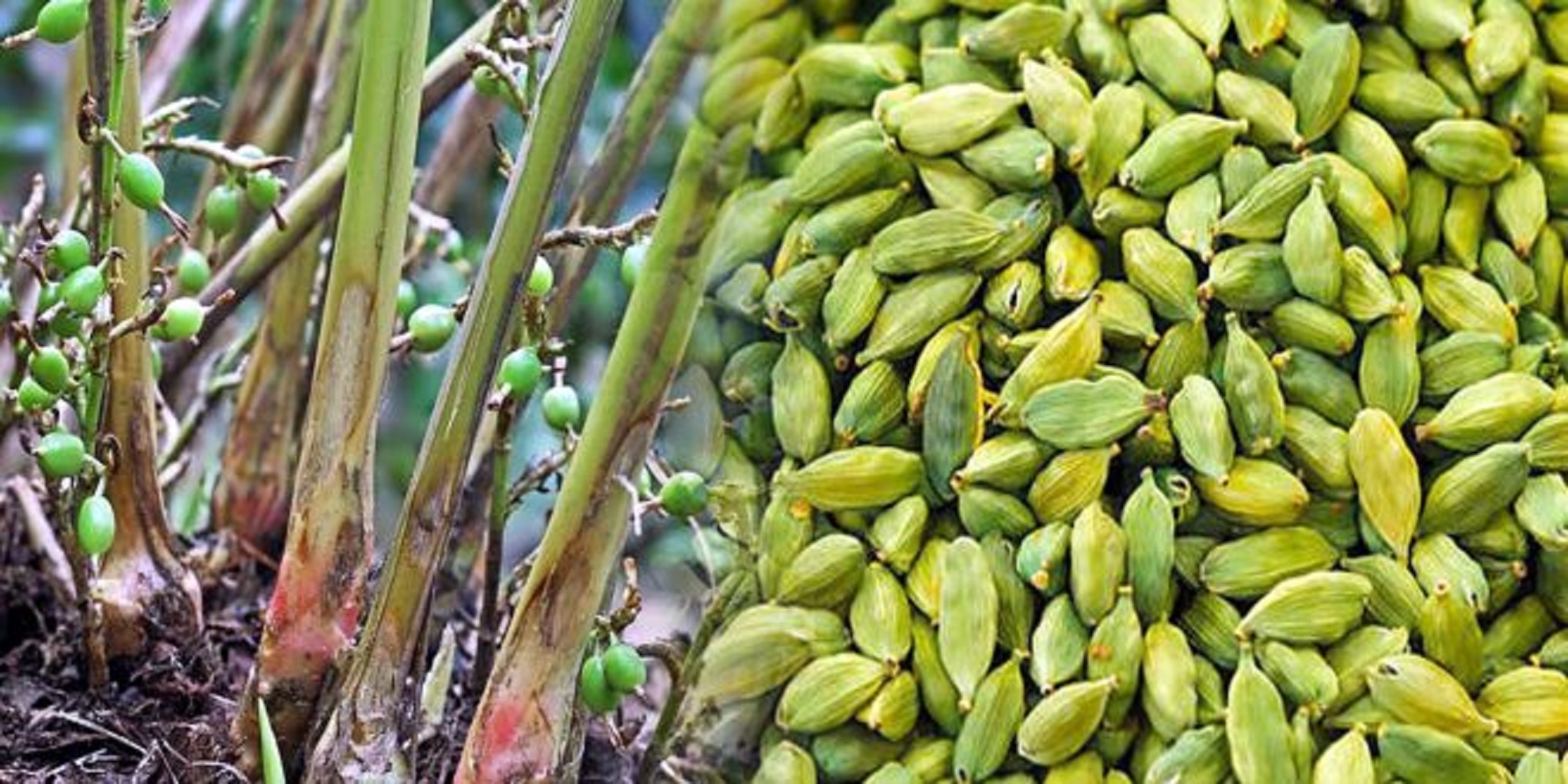 বাড়ির টবে চাষ করুন সুগন্ধি মশলা এলাচ, হবে বাম্পার ফলন